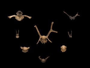 Star Carr: Life after the Ice Exhibition at the Yorkshire Museum ...